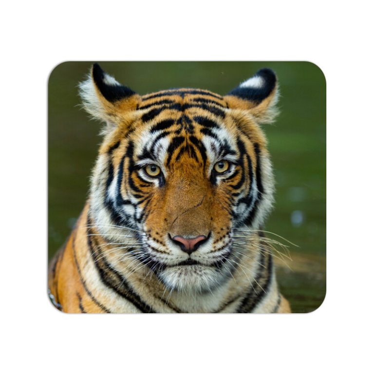 Toehold ® Store – Merchandise by Toehold